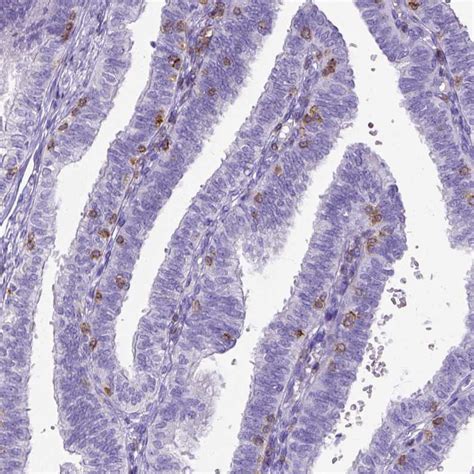 Anti Cd3e