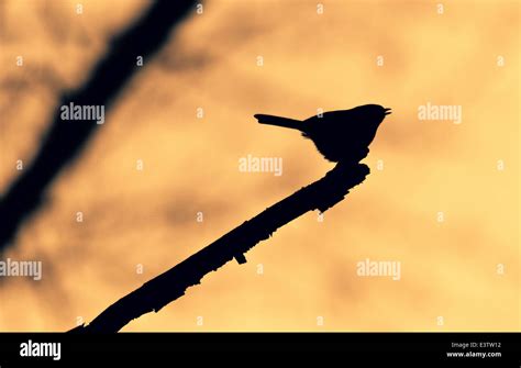 Tit Sitting On A Branch Stock Photo Alamy