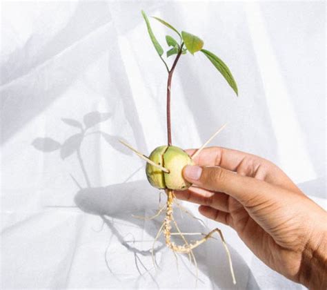 Grow Your Own Avocado Plant Frutas Montosa