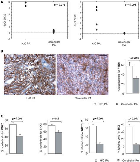 A And B Microarrays Analysis Was Confirmed By Rt Q Pcr And