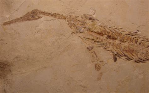 Fossils Paleontology