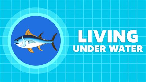 Exploring Aquatic Habitats Video And Resources Clickview