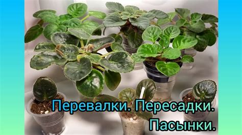 Пересадки фиалок. Пасынки. - YouTube