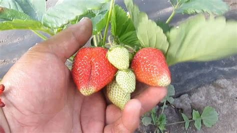 Очень вкусний сорт клубники - Мармолада - YouTube