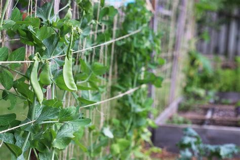 Sugar Snap Peas Trellis Chicken Wire How To Grow Peas Start To Finish