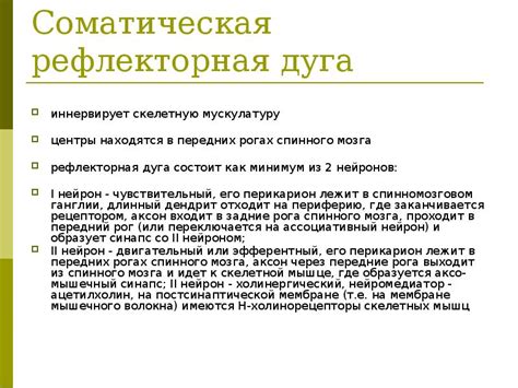 Органы нервной системы Спинной и головной мозг Рефлекторные дуги