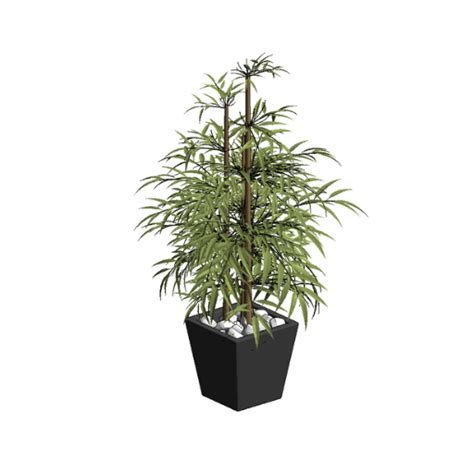 Bambu Vaso Os Reviteiros Premium