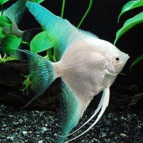 Jual Ikan Hias Manfish Platinum Kota Tangerang Selatan Gondrong Ikan Hias Tokopedia