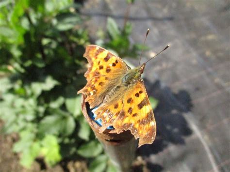 Comma Butterfly Flower Plot