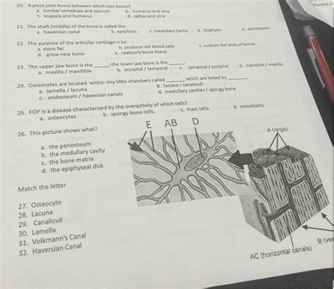 Solved 20 A Pivot Joint Forms Between Which Two Bones A Chegg Com