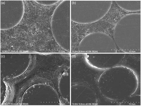 Sem Micrographs Of The Cross Sections Of A Reference Bio Sourced