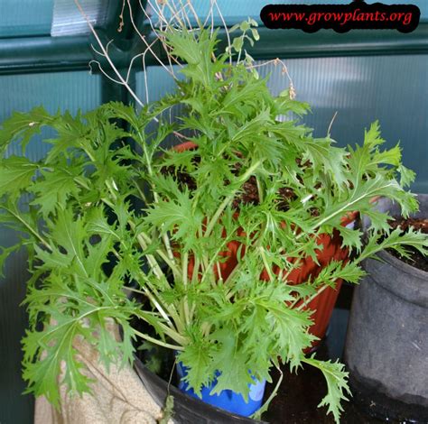 Mizuna How To Grow Care
