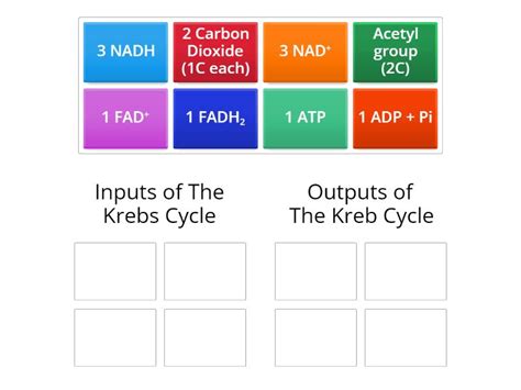 Inputs And Outputs Of The Krebs Cycle Group Sort