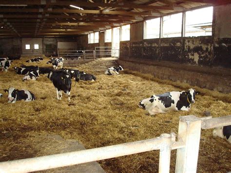 TrainingDataPro Cows Detection Dataset Datasets At Hugging Face
