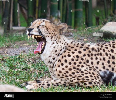 Cheetahs Close Up Profile View With Open Mouth Displaying Teeth Nose