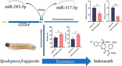 MiR 317 3p And MiR 283 5p Play A Crucial Role In Regulating The