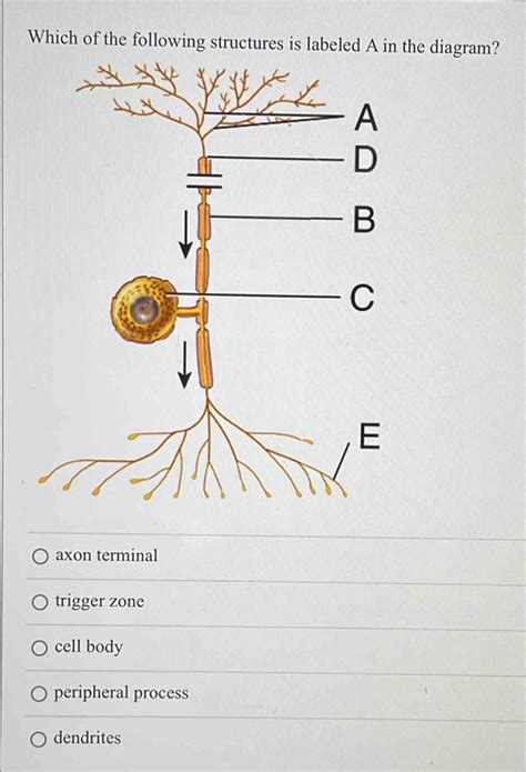 Solved Which Of The Following Structures Is Labelthe Diagram Axon
