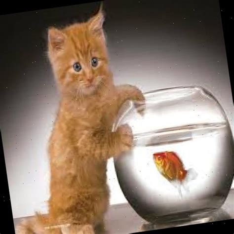 Catdogfish Object Detection Dataset V1 2024 06 28 525am By Yolov8fruits