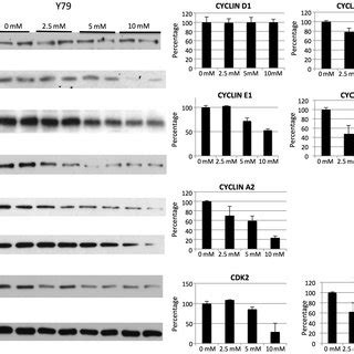 Metformin Effects On The Cell Cycle In Human Retinoblastoma Cells Y79