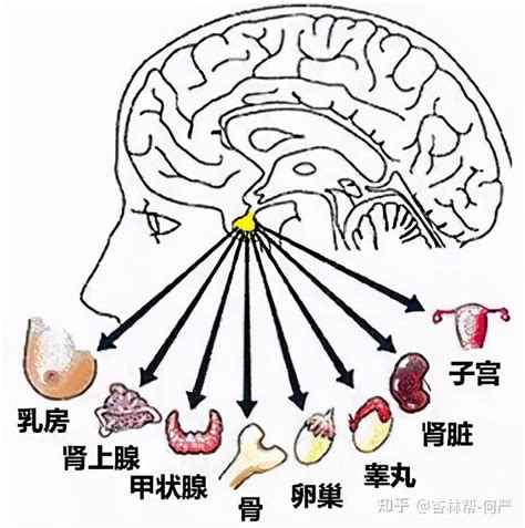 视力不断下降需警惕脑垂体瘤 知乎