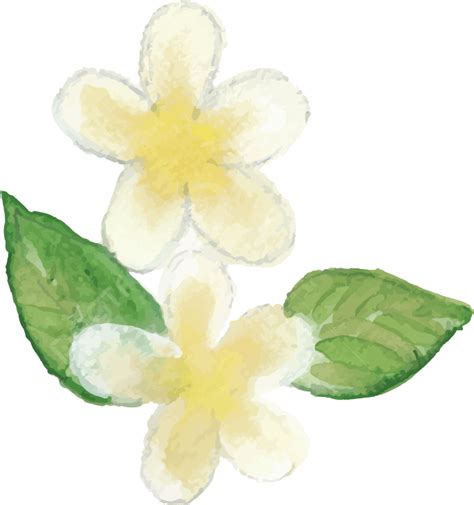 자스민 꽃 투명 배경 디자인 Png 재스민 투명 배경 재스민 식물 Png 일러스트 및 이미지 에 대한 무료 다운로드 Pngtree