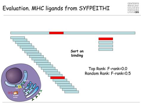 Ppt Predicting Peptide Mhc Interactions Powerpoint Presentation Free Download Id2019499
