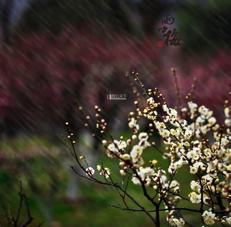 【雨中梅摄影图片】金陵生态摄影群立天下太平洋电脑网摄影部落