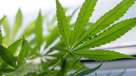Qué efectos tiene la marihuana en las personas mayores de años Infobae