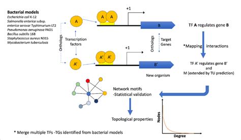 Flux Diagram Showing The Inference Of The Grns Six Bacterial Models Download Scientific