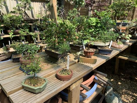 Collettes Bonsai In Fordingbridge Swindon And District Bonsai