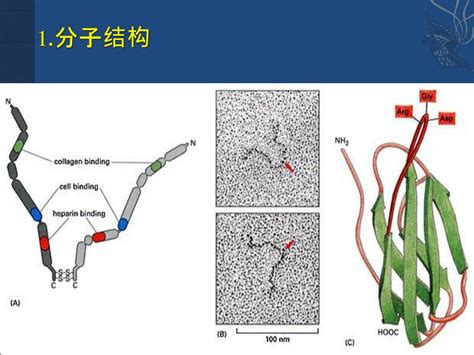 Ppt 第十章 细胞外基质及其与细胞的相互作用 Extracellular Matrix Ecm Powerpoint