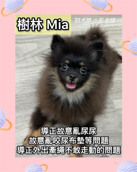 導正亂尿尿 亂咬問題 改善出門散步不敢走害怕的問題 寵物 寵物訓練 寵物訓練師 Youtube