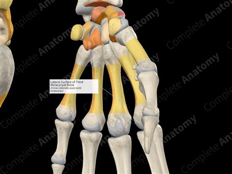 Lateral Surface Of Third Metacarpal Bone Complete Anatomy