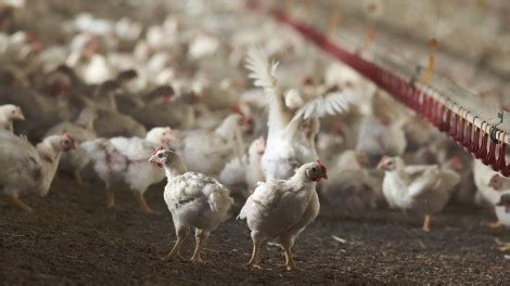 Klimakonferenz Dubai FAO setzt bei globaler Tierhaltung auf höhere