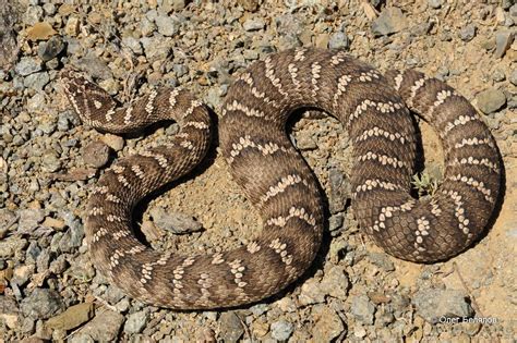 Самая Ядовитая Змея В России Фото —