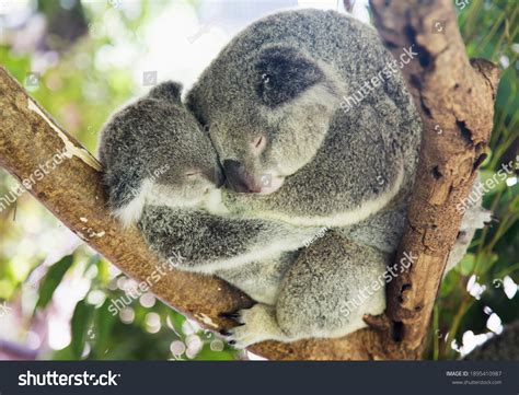 Koala Bears