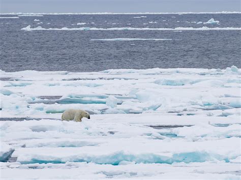 Arctic Could Become Ice Free For First Time In More Than 100000 Years