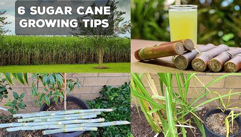 How To Planting Growing And Harvesting Sugarcane In Garden