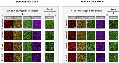 A Novel Multiplex Fluorescent Labeling Method F