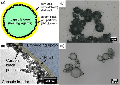 Microcapsule Imaging And Analysis A A Schematic Of A Microcapsule