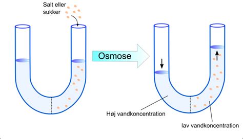 Osmose Og Diffusion Biologividen