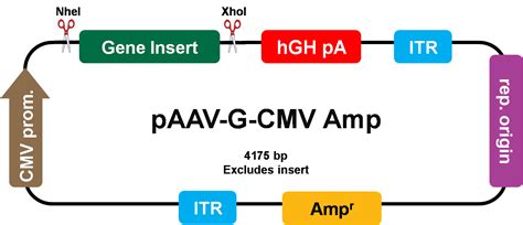 Olfr488 Aav Vector Mouse Cmv Applied Biological Materials Inc