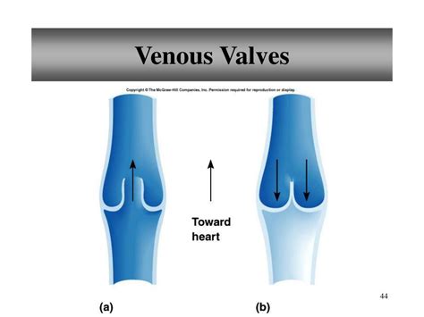 Ppt D Cardiovascular System Anatomy And Physiology Powerpoint