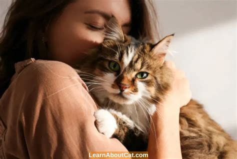 Do Cats Get More Affectionate With Age All You Need To Know
