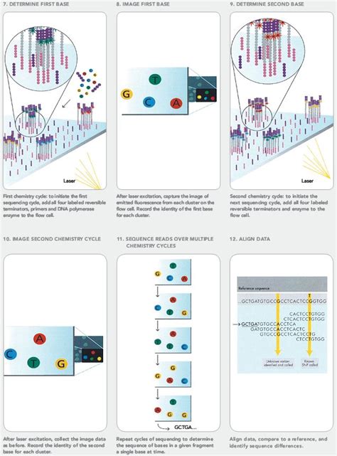 Introduction To Rna Seq Sequencing Preprocessing