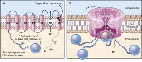 Structure Of Ion Channels Panel A Shows A Subunit Containing Six
