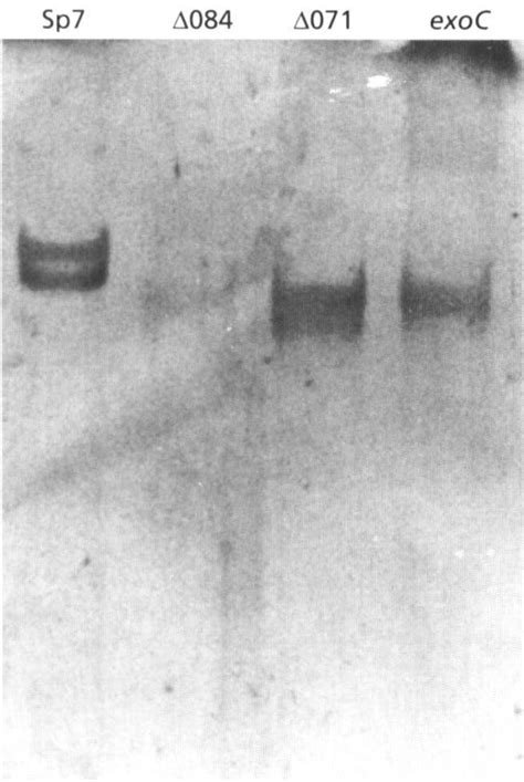 Sugar Detection On Blotted Flagellins Using The Glycan Detection Kit