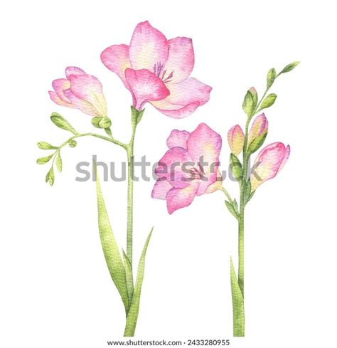 Freesia Paper Photos Images And Pictures Shutterstock