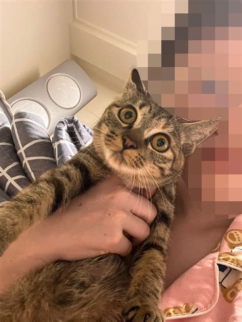 남양주 2022 0070 코리안숏헤어 인 책임분양 샴입양 셀커크렉스입양 스코티쉬폴드입양 스핑크스입양 아메리칸숏헤어입양 아비시니안입양 터키시앙고라입양 페르시안입양 애완견