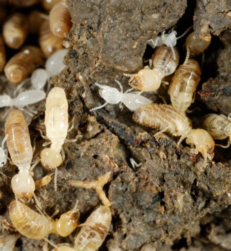 What You Need To Know About Subterranean Termites